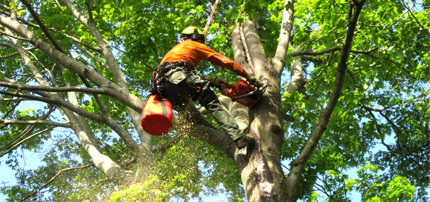 Arborist, Tree Felling & Woodchipping - Tasmania Asbestos Removal ...